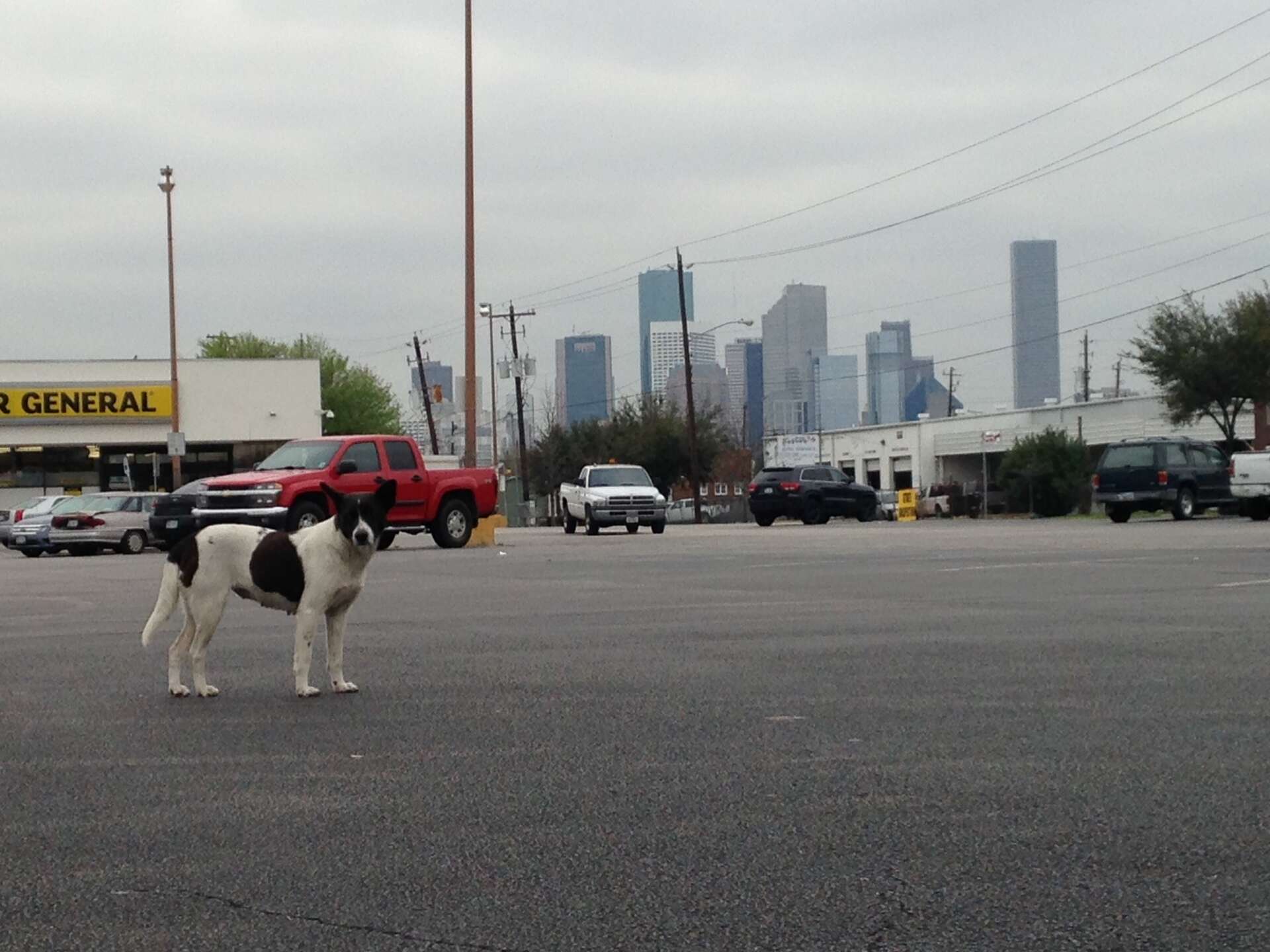 Abused, neglected dogs subject of Houston art project (contains graphic ...