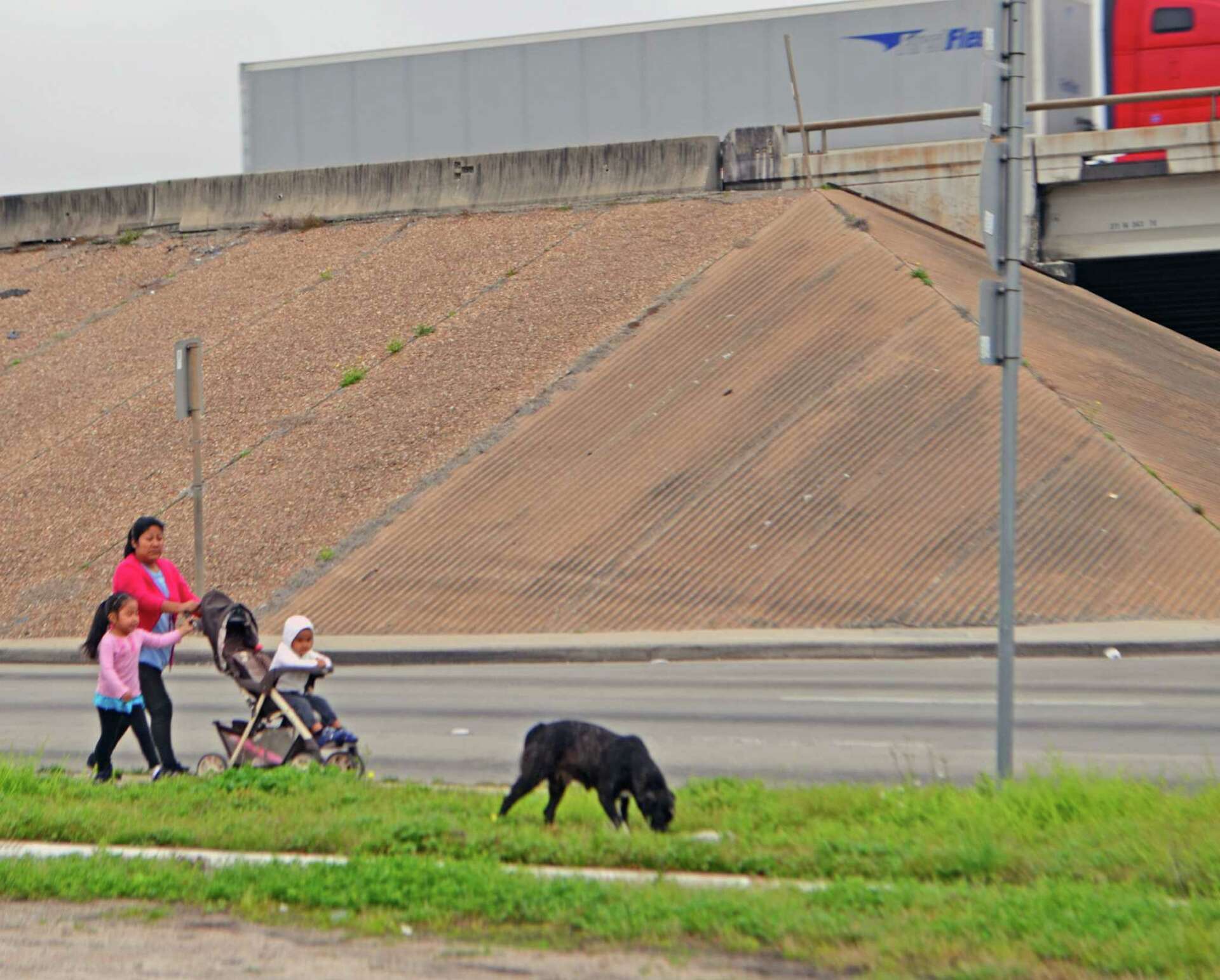 Abused, neglected dogs subject of Houston art project (contains graphic ...