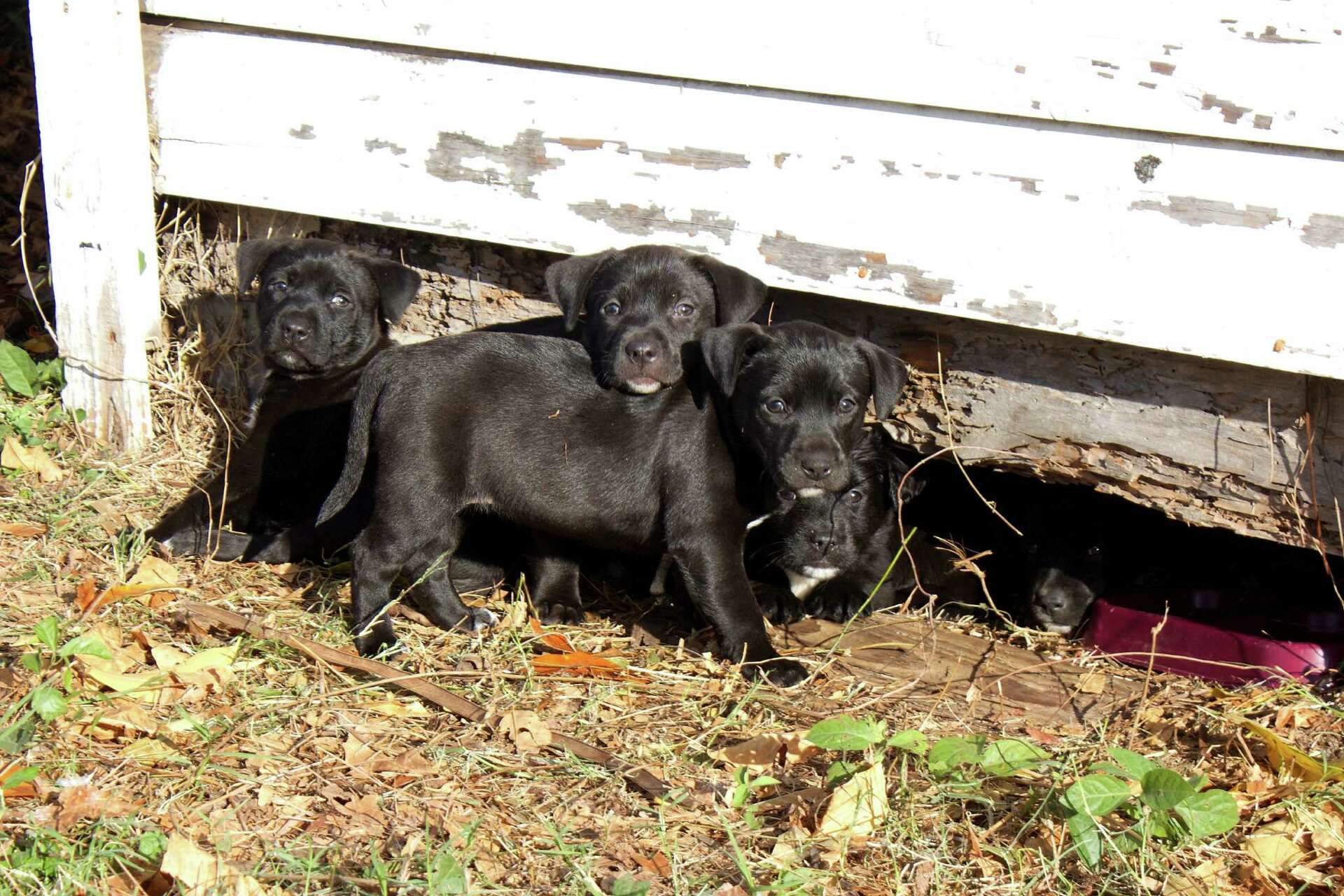 Abused, neglected dogs subject of Houston art project (contains graphic ...