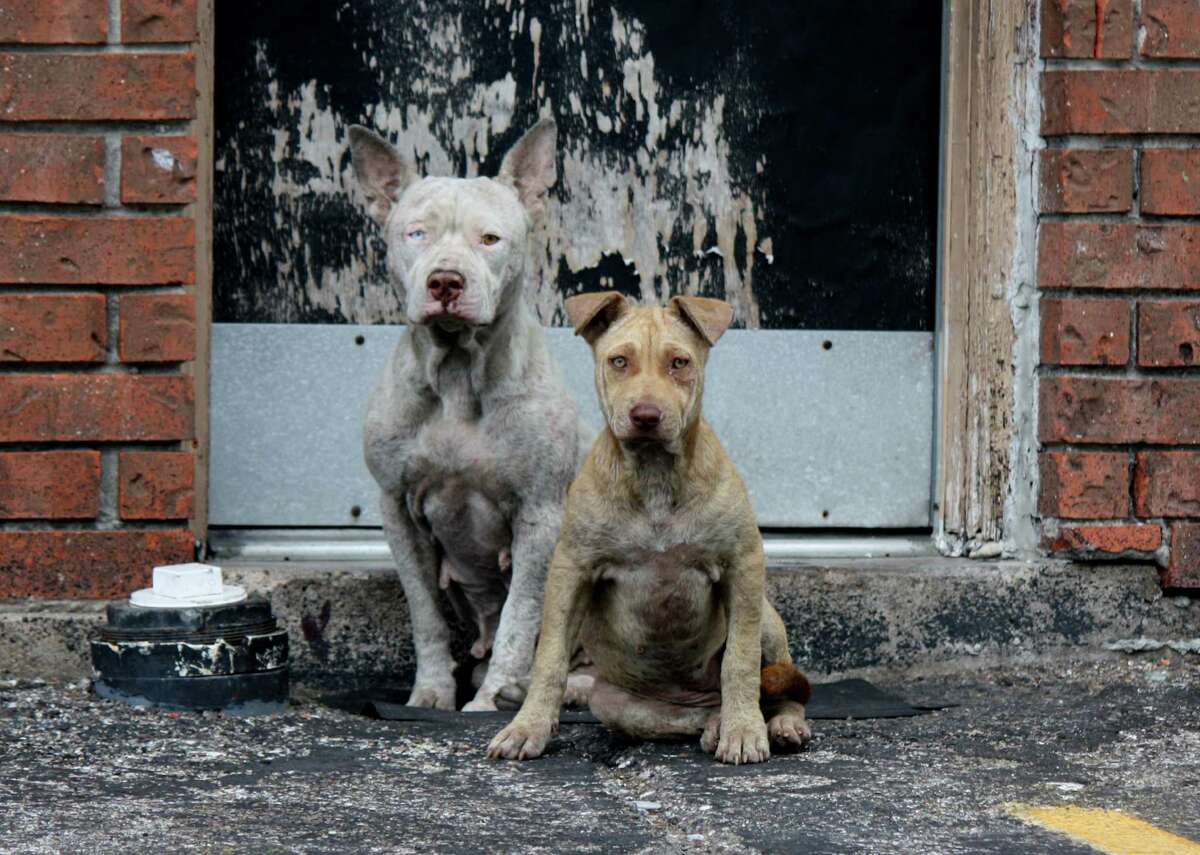 Abused, neglected dogs subject of Houston art project (contains graphic ...