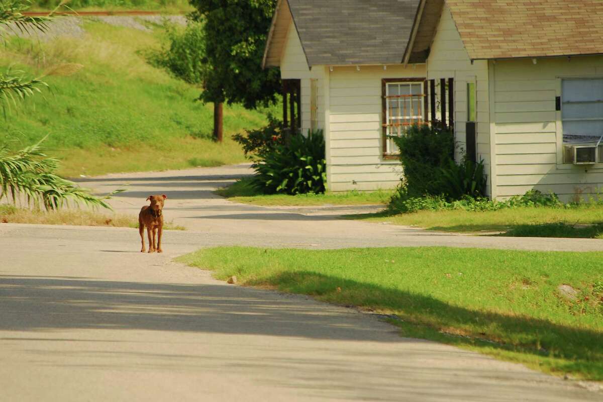 Abused, neglected dogs subject of Houston art project (contains graphic ...