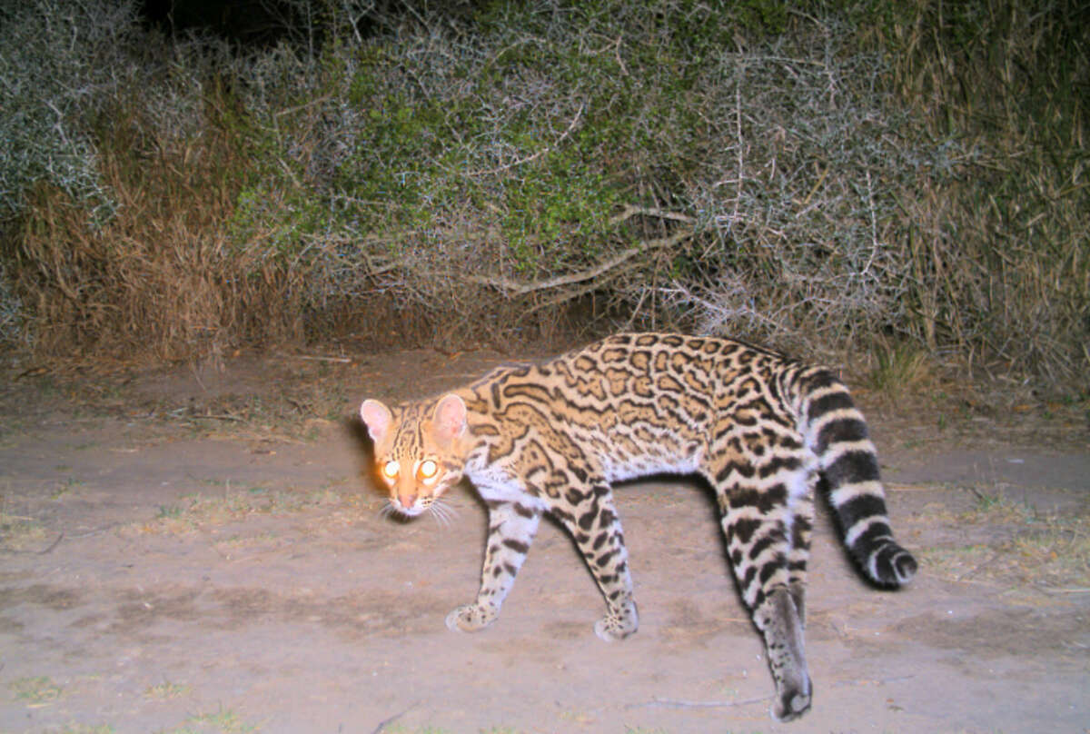Road engineering to save human lives endangers ocelots