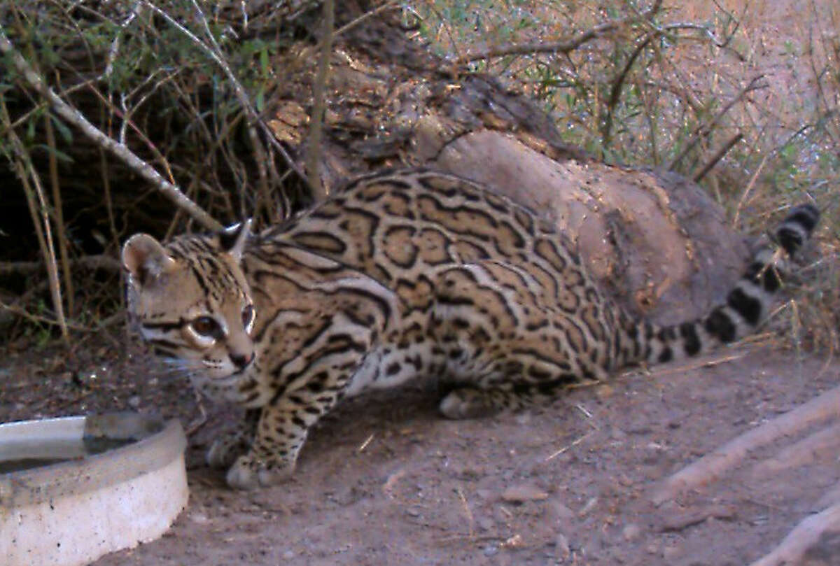 Road engineering to save human lives endangers ocelots