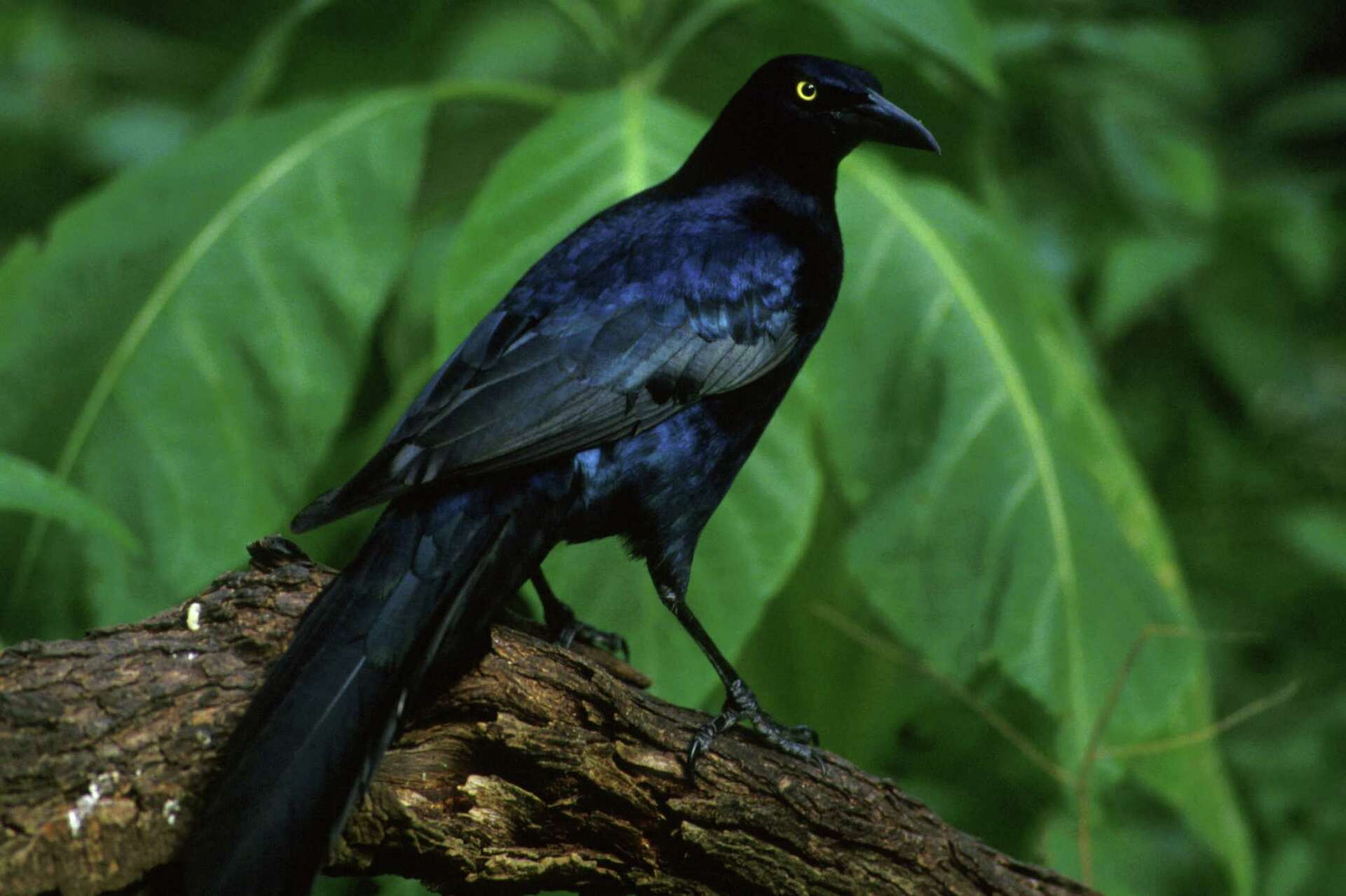 You can't kill grackles and other facts about the scorned birds