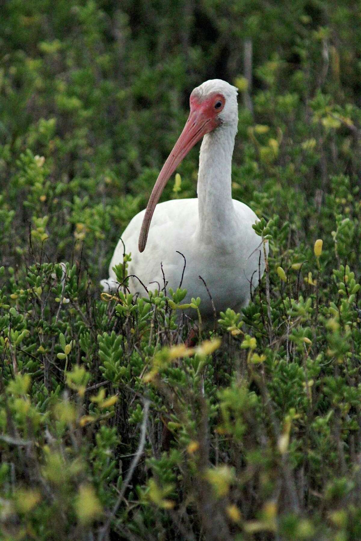 Animals you can see at the Laguna Atascosa National Wildlife Refuge