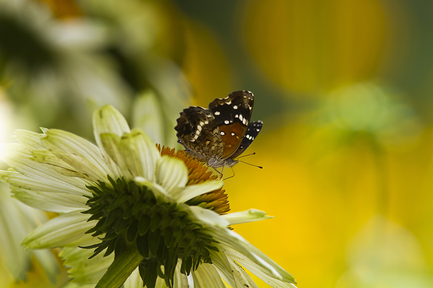 Butterfly metamorphosis a miracle of nature