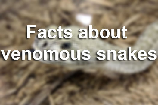 Snake pit found near Austin apartment complex