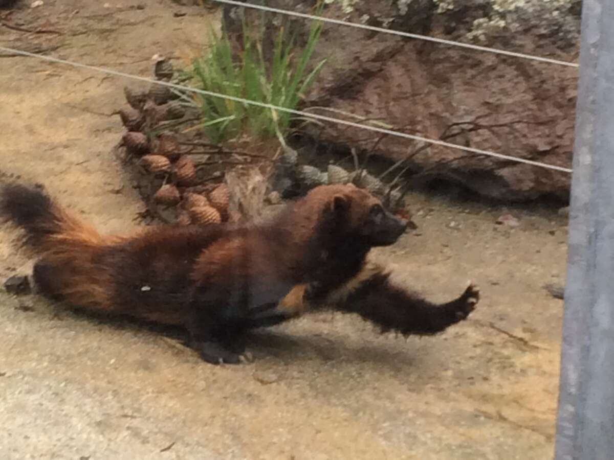 Ferocious? Yes. Cuddly? No. They're wolverines