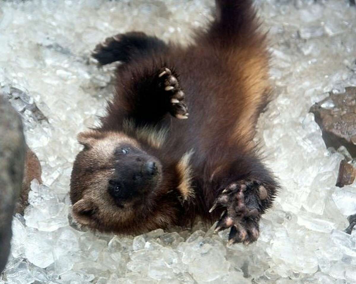 Ferocious? Yes. Cuddly? No. They're wolverines