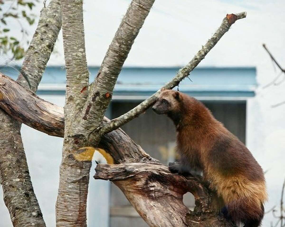 Ferocious? Yes. Cuddly? No. They're wolverines