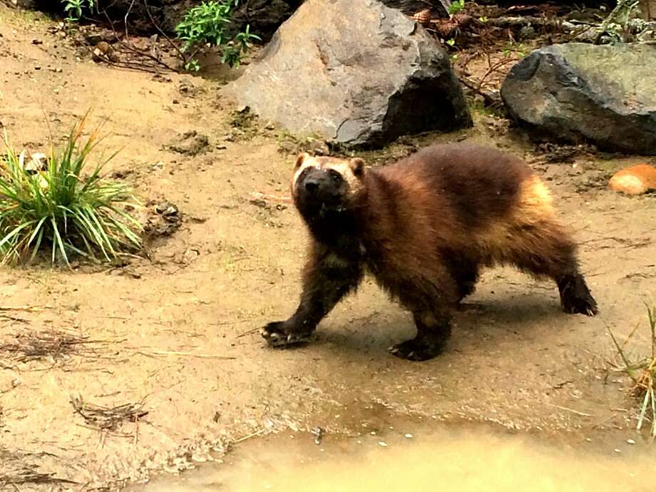 Ferocious? Yes. Cuddly? No. They're wolverines - SFGate
