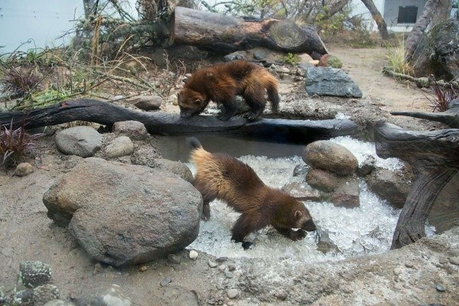 Ferocious? Yes. Cuddly? No. They're wolverines