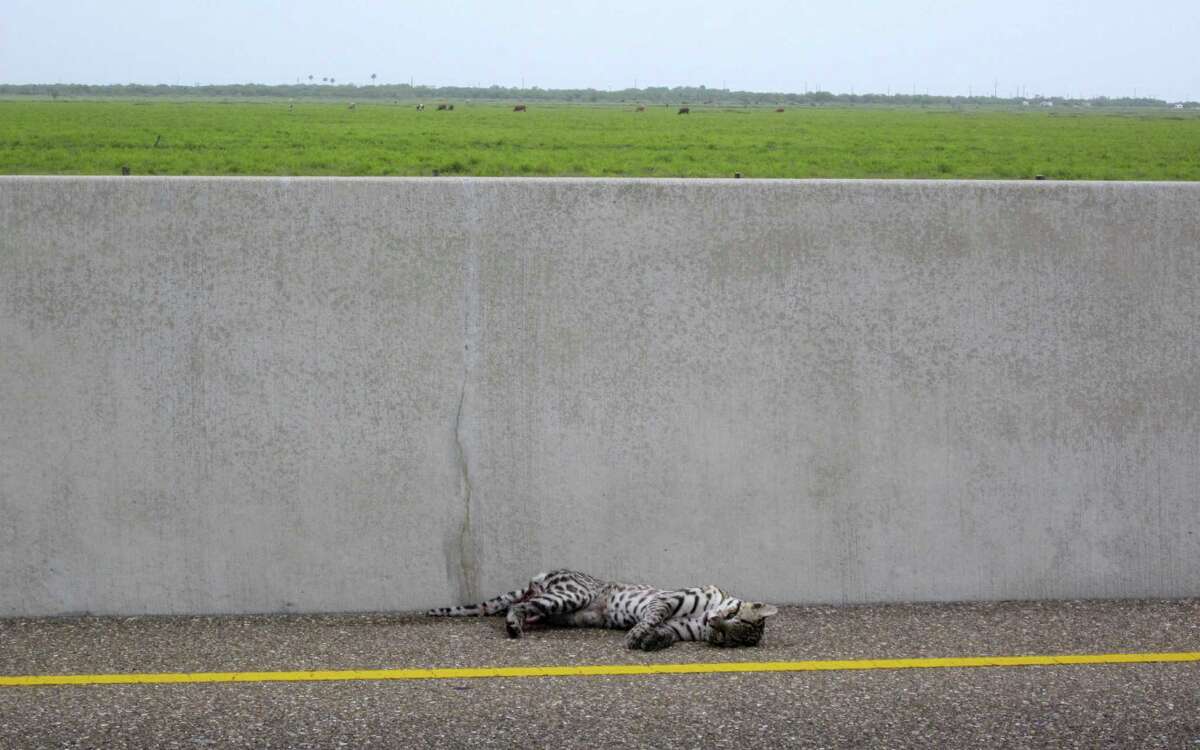 Endangered ocelot found dead on Texas highway