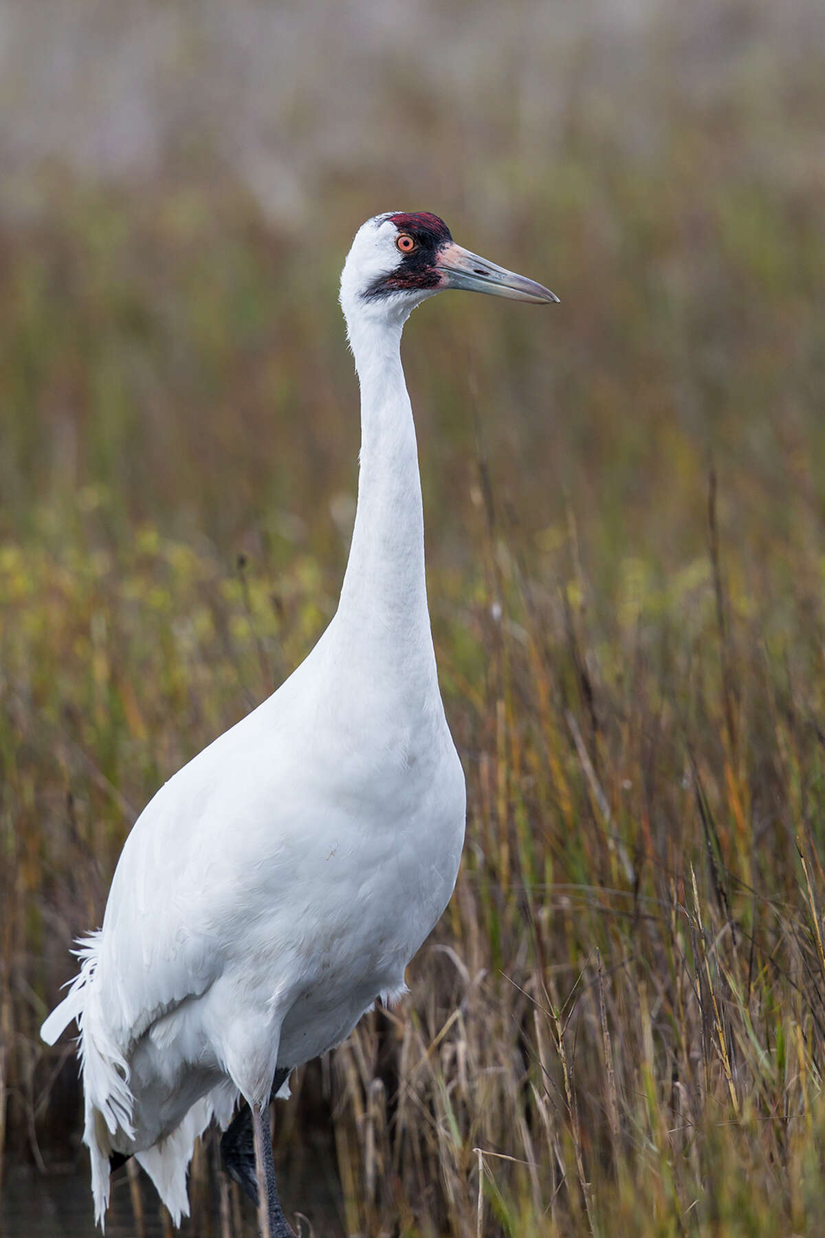 32 whooping crane chicks expected to fly to Texas