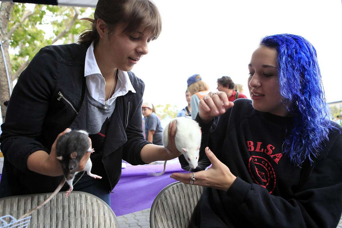 At adoption fair, image is pet peeve for fans of rats, pigeons