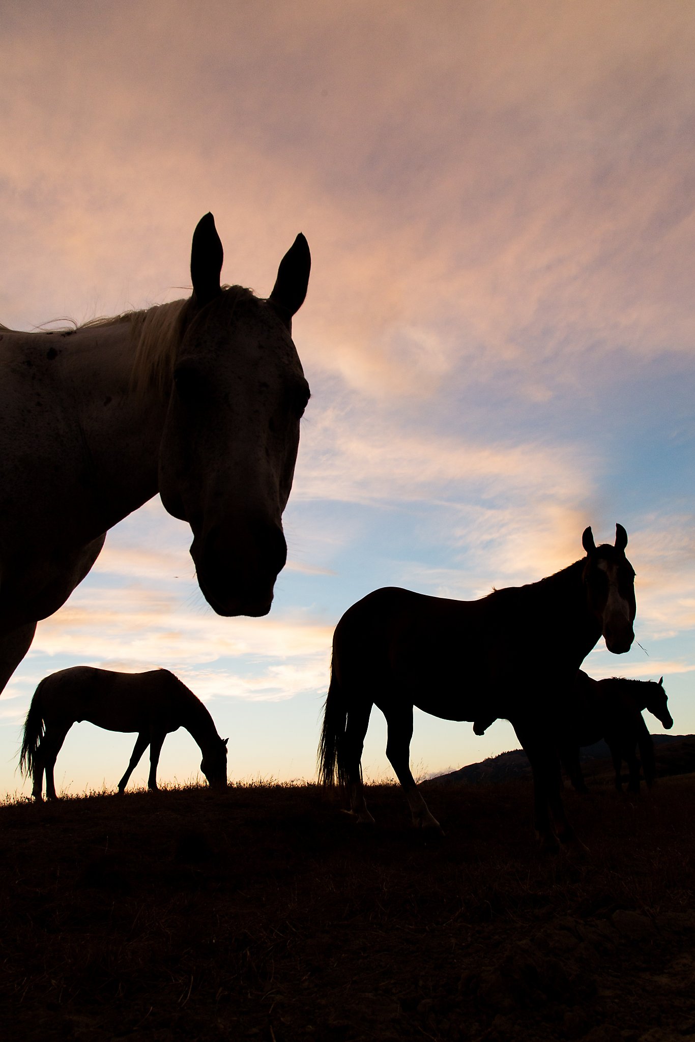 Grass-fed beef tops Hearst Ranch business ventures