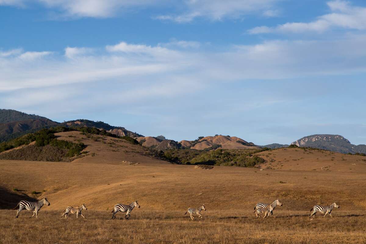 Grass-fed beef tops Hearst Ranch business ventures