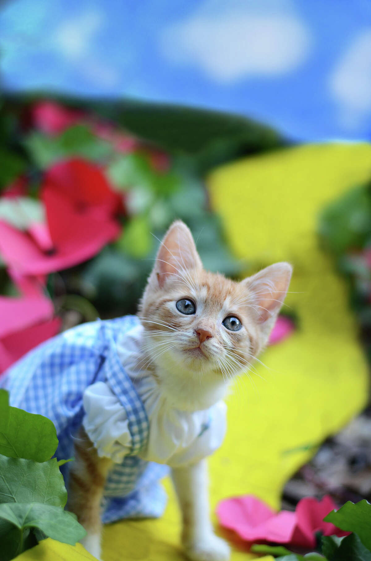 Texas kittens in costume still hope to find forever homes