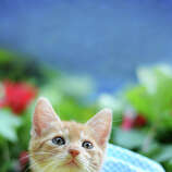 Texas kittens in costume still hope to find forever homes - Houston ...