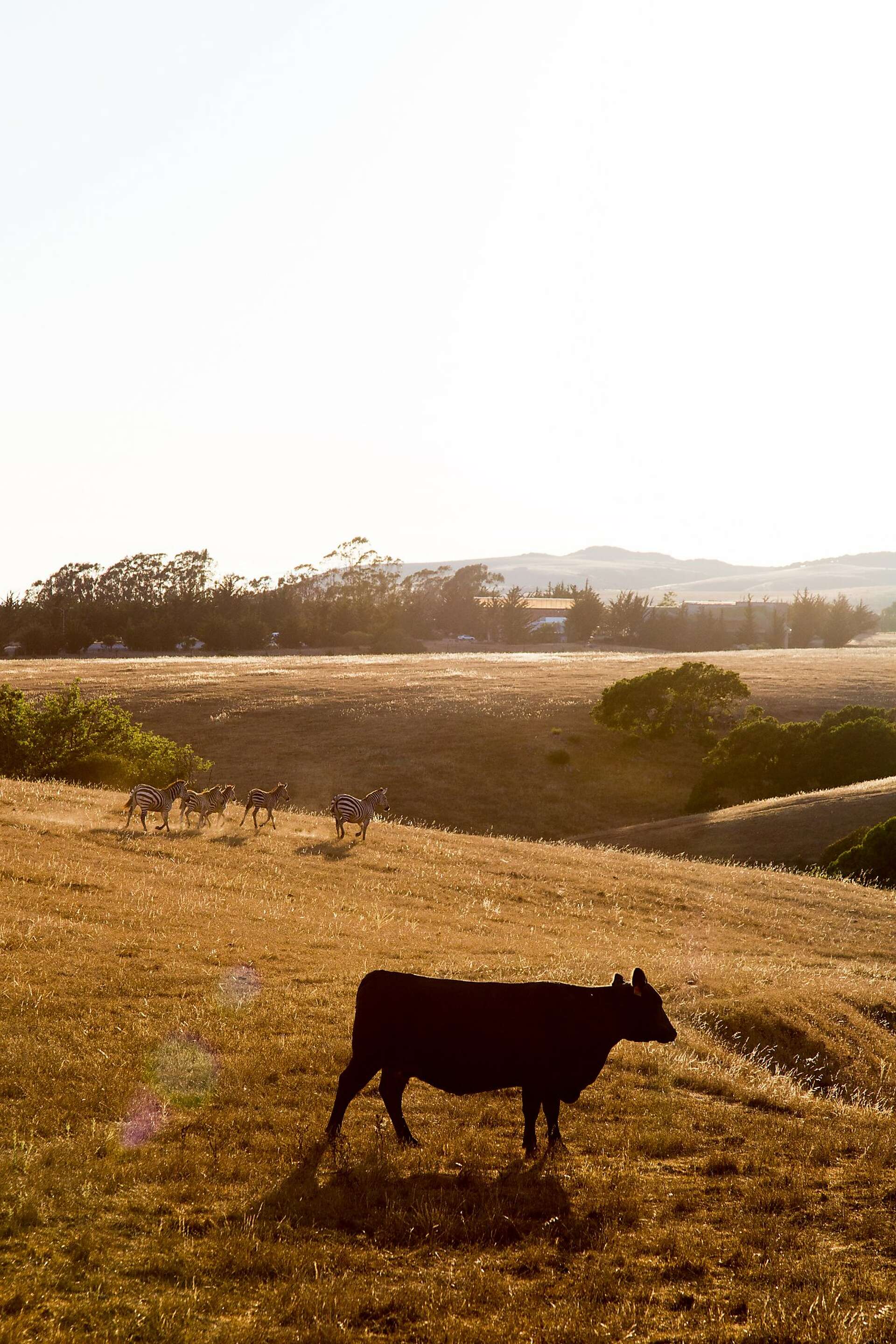 Grass-fed beef tops Hearst Ranch business ventures
