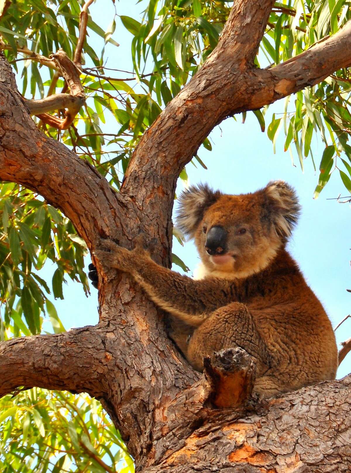 Australia's unknown Eyre Peninsula full of attractions