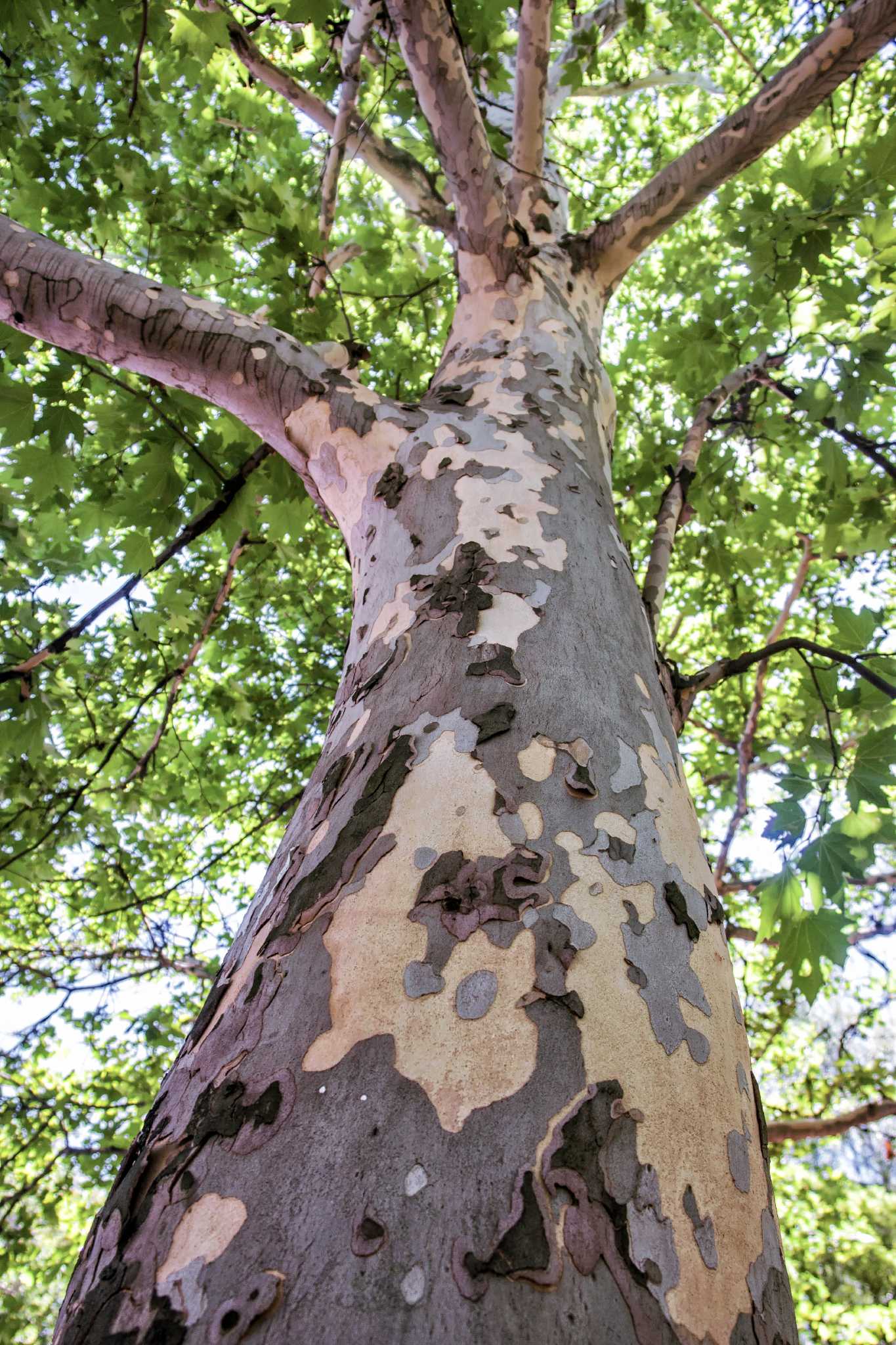 Sycamore's beauty is best viewed up close