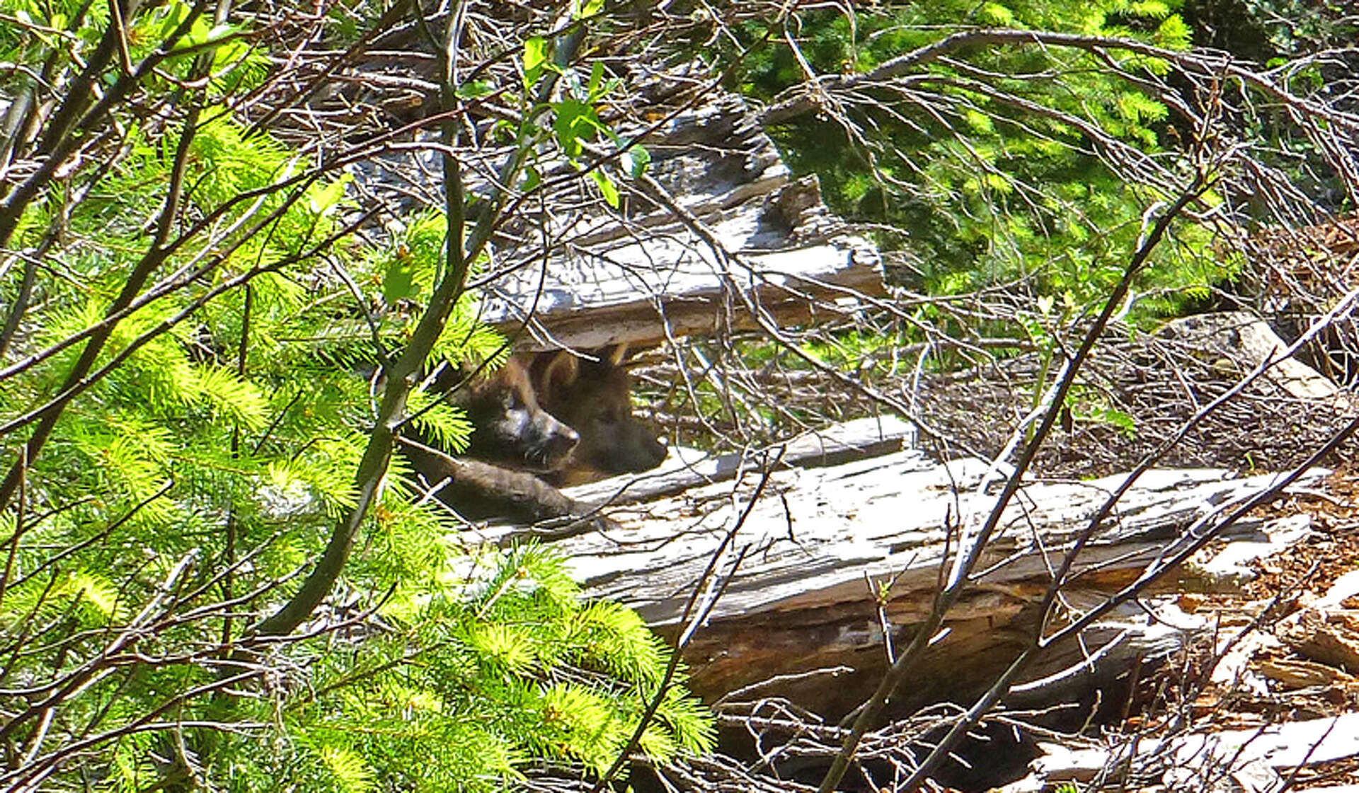 California's lone wolf - OR-7 - sires pups in Oregon