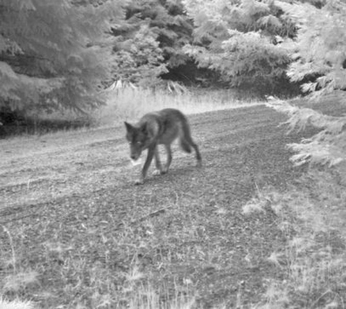 California's lone wolf - OR-7 - sires pups in Oregon
