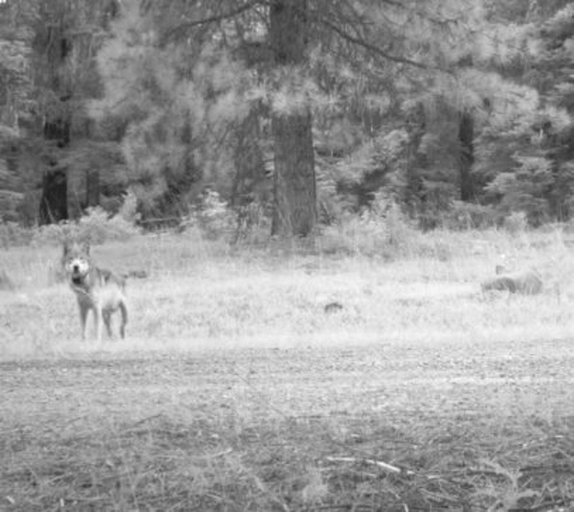 California's lone wolf - OR-7 - sires pups in Oregon