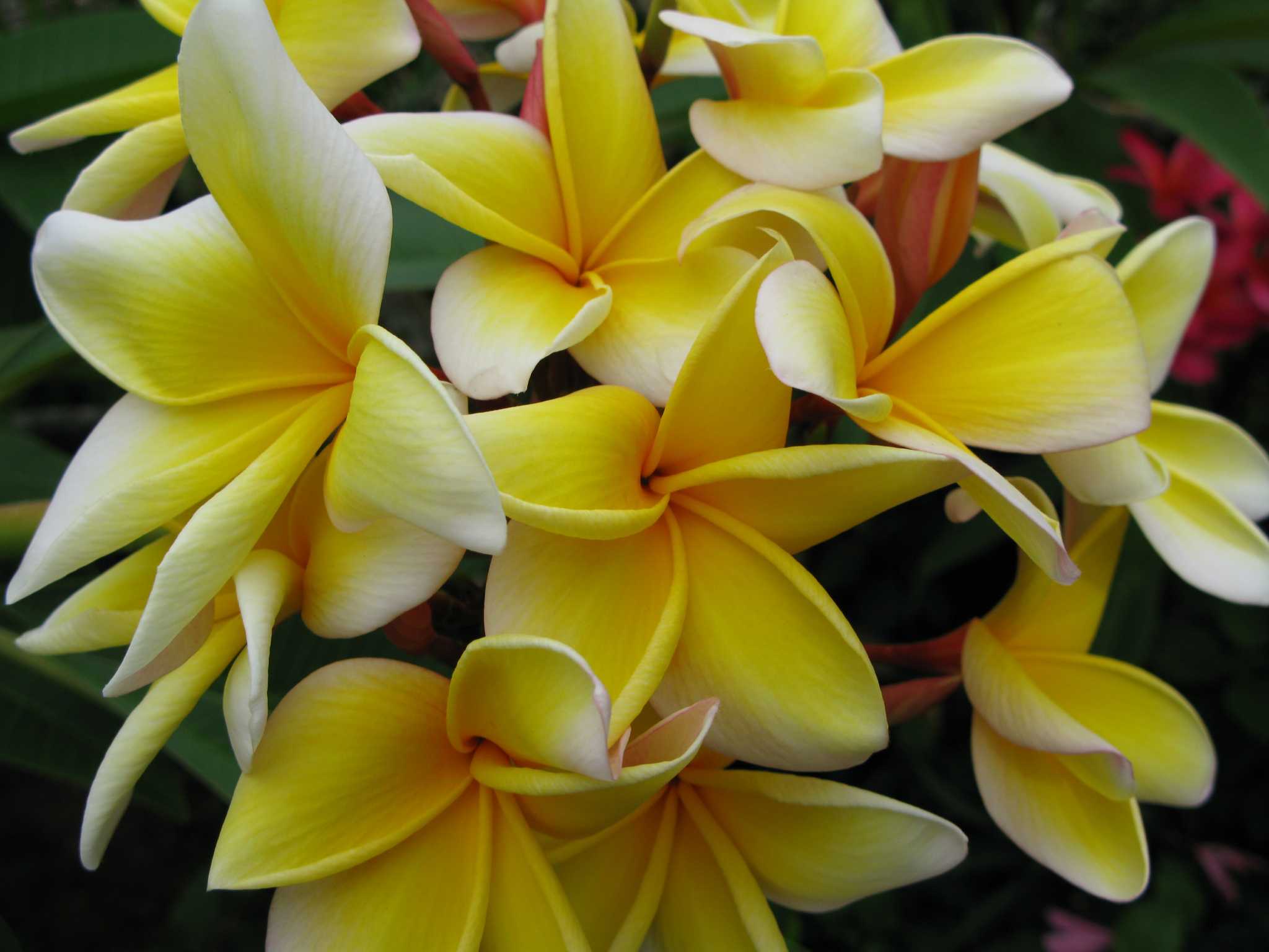 Pick up fragrant tropical color at a plumeria society plant sale