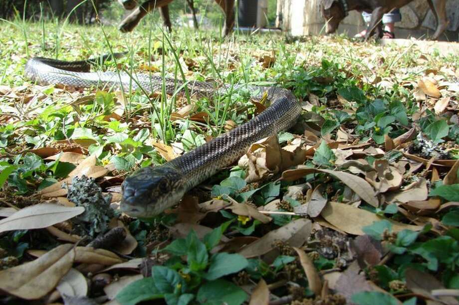 Connecticut's snakes - Connecticut Post