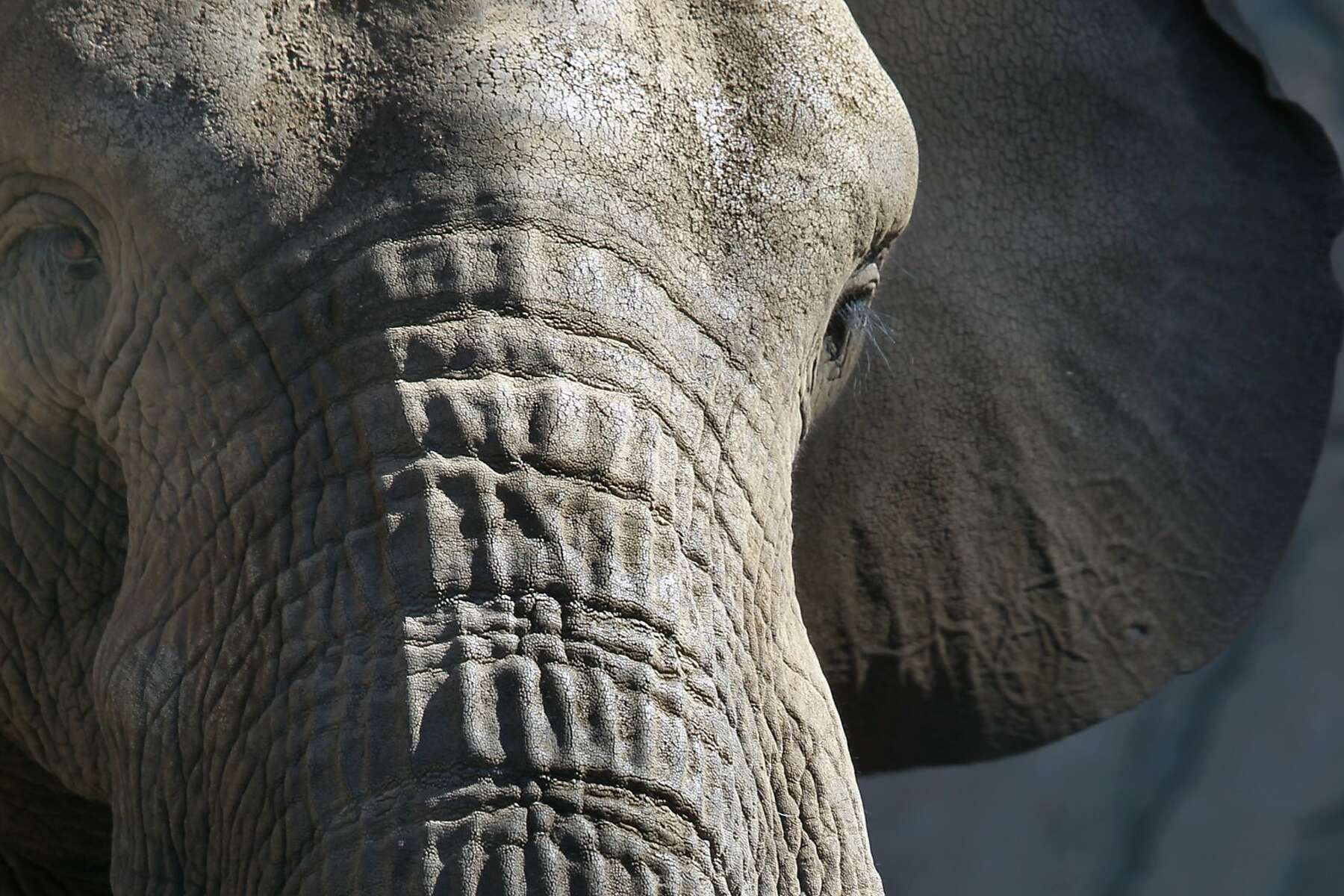 Elephant Front View With Trunk Up