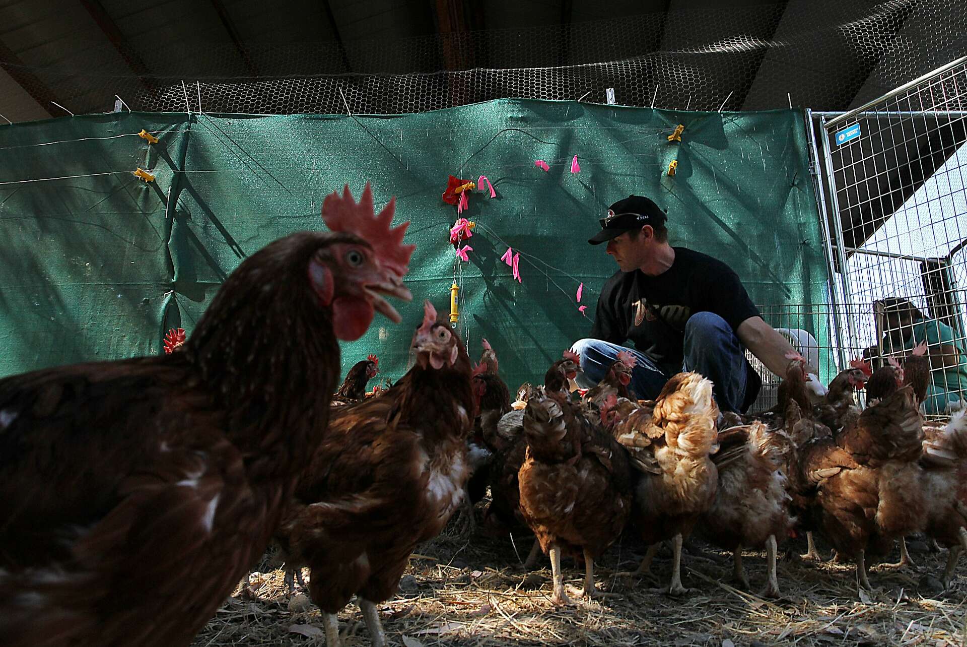 Animal Place saves aging egg-laying hens from slaughter