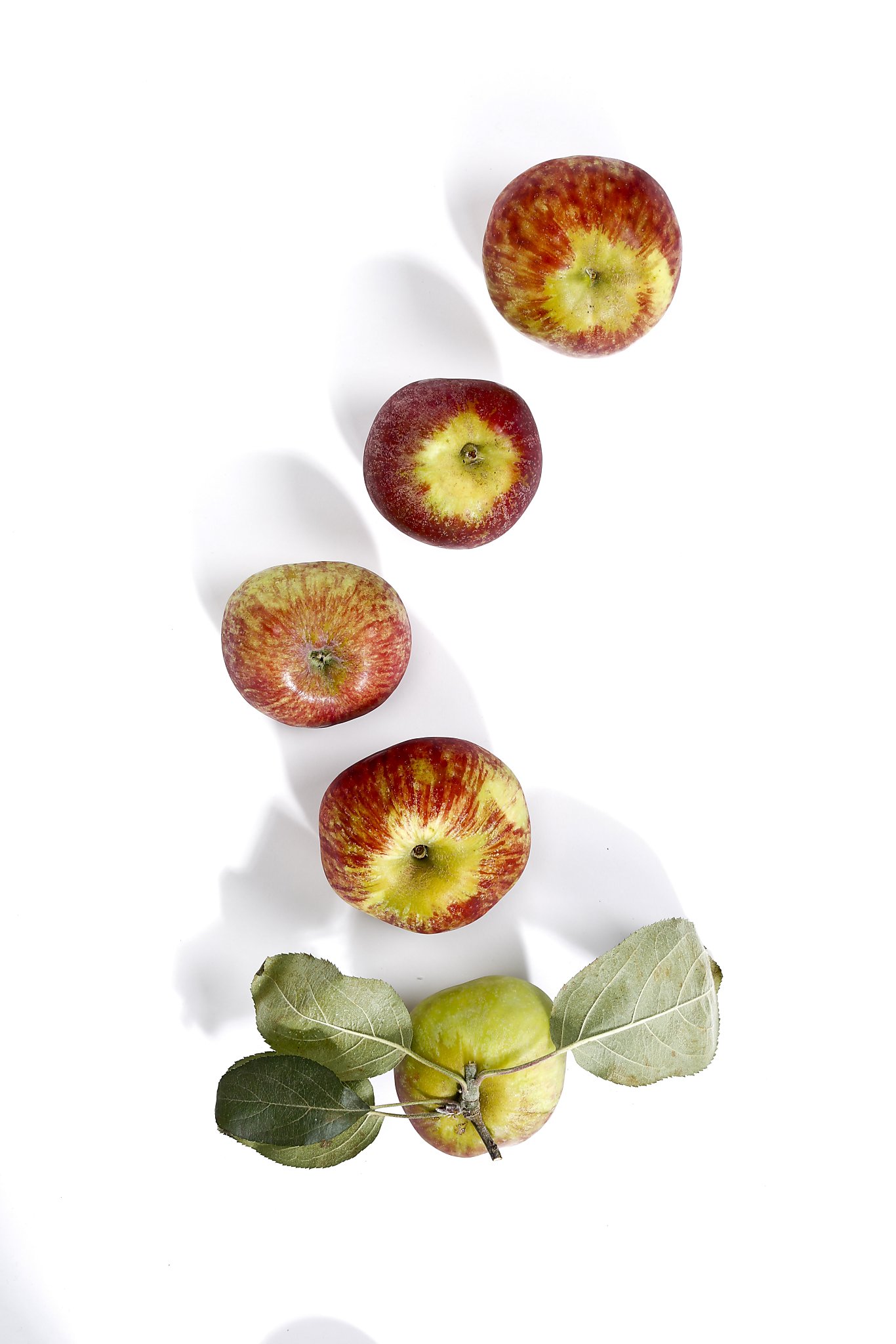 Heirloom apple of Sonoma County's eye - the Gravenstein