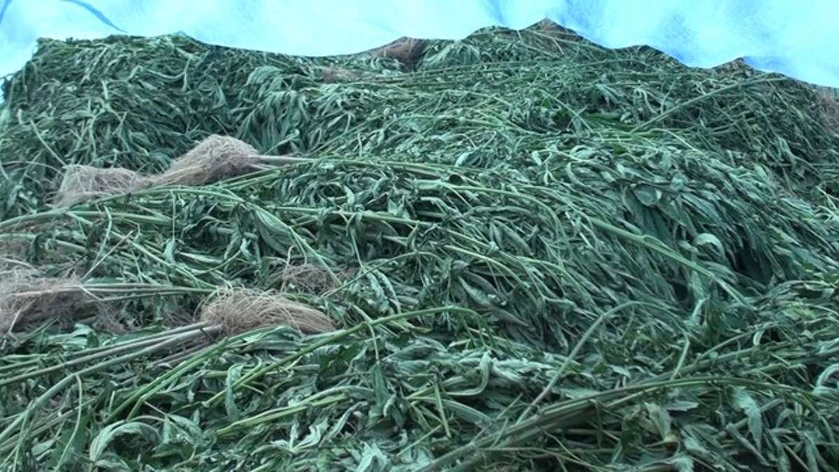 Marijuana farm photos show inner-workings of massive Texas pot plantation