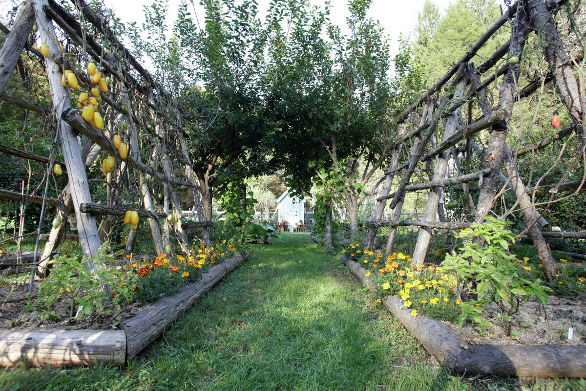 Bethel gardener passionate about heirloom fruits and vegetables
