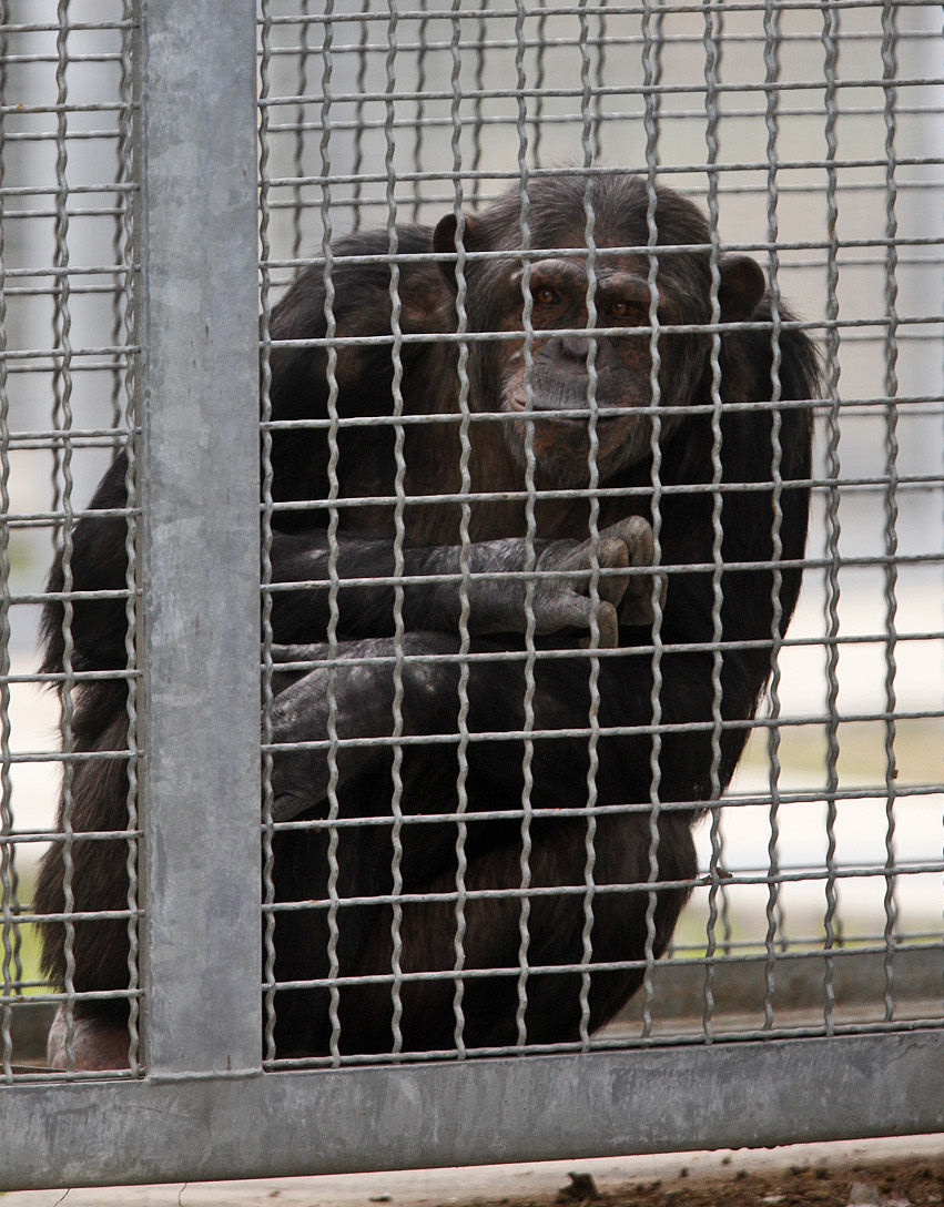 Treat research animals humanely