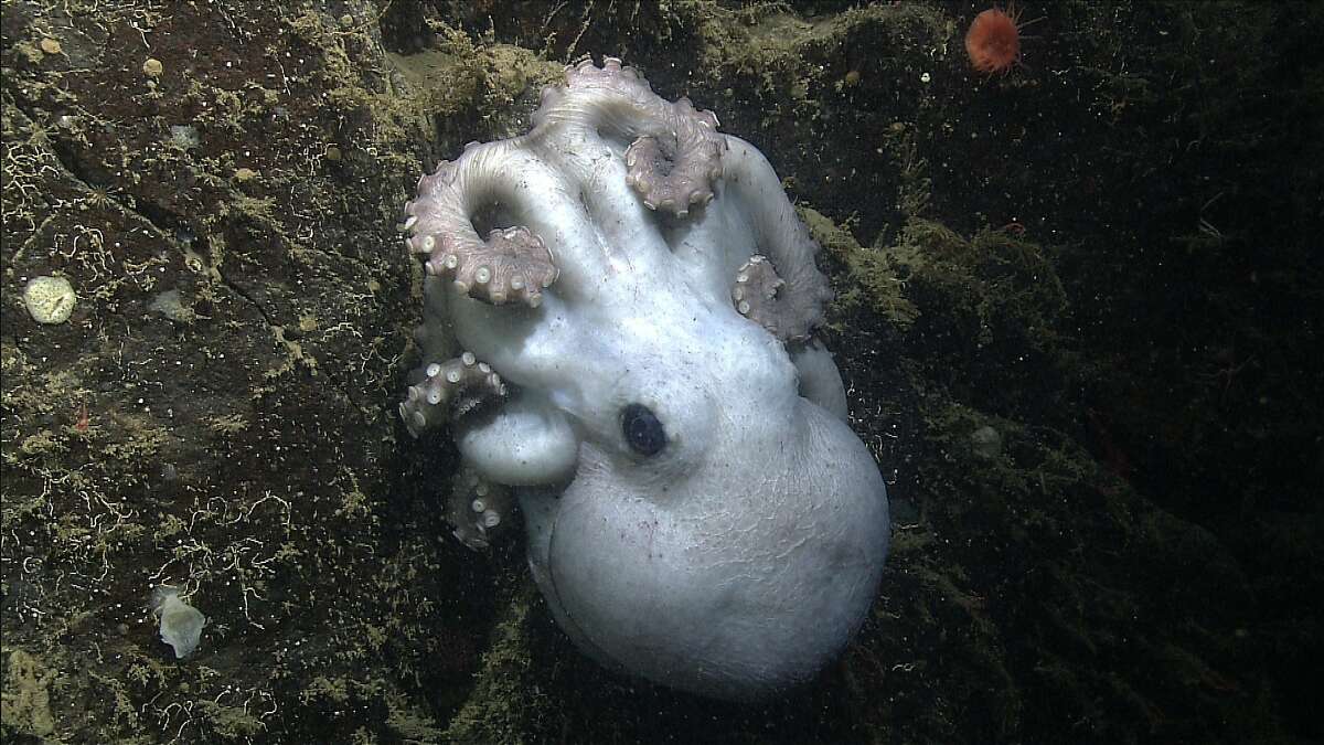 Octopus mom's incredible record: 53 months with eggs in Monterey Bay