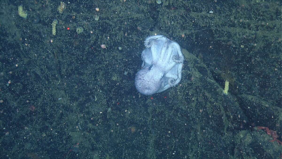 Octopus mom's incredible record: 53 months with eggs in Monterey Bay