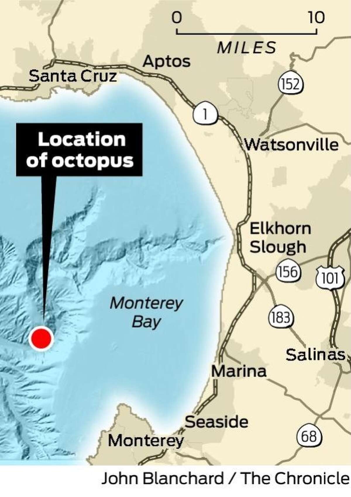 Octopus mom's incredible record: 53 months with eggs in Monterey Bay