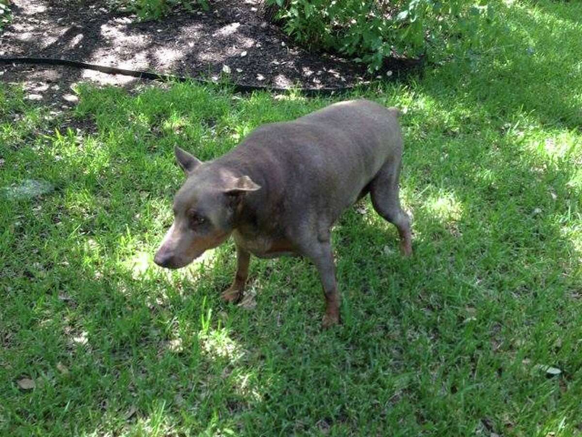 Obese Texas doberman now in rehab in Cleveland