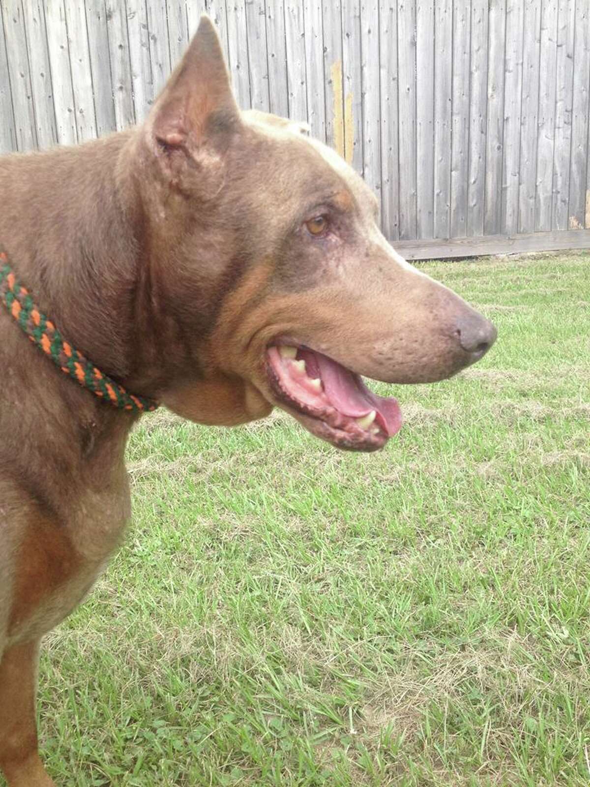 Obese Texas doberman now in rehab in Cleveland