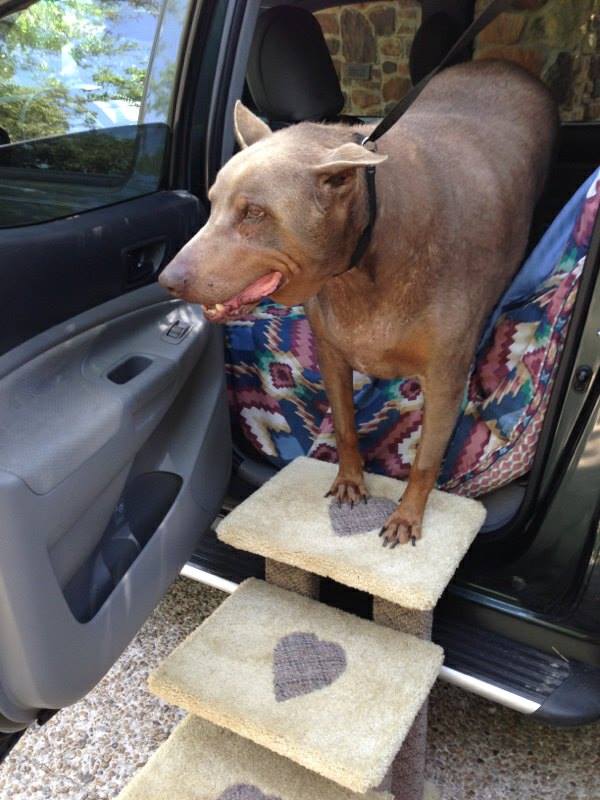 Obese Texas doberman now in rehab in Cleveland