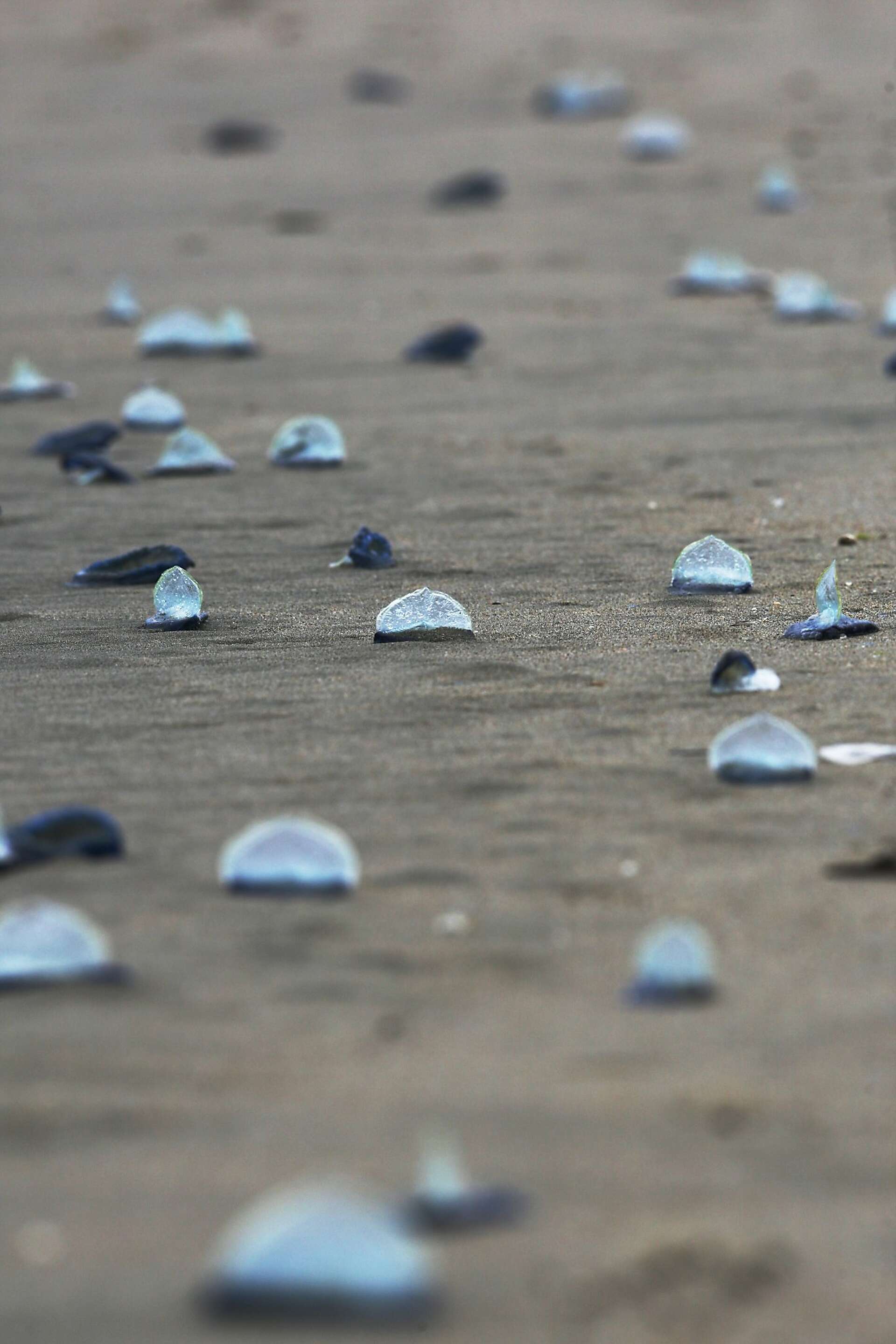 Beachings of exotic blue velella tied to wind patterns