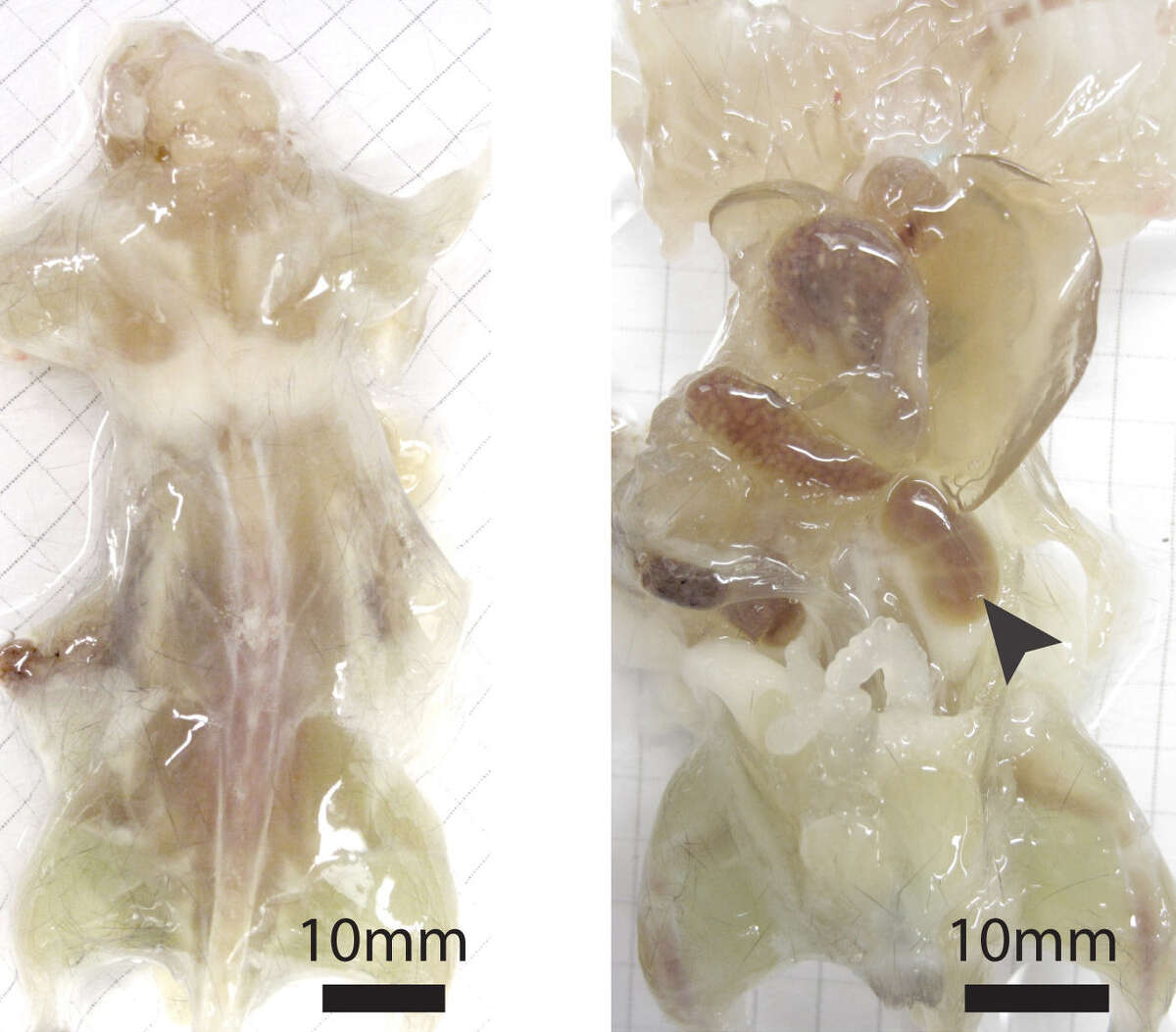 See-through mice reveal details of inner anatomy