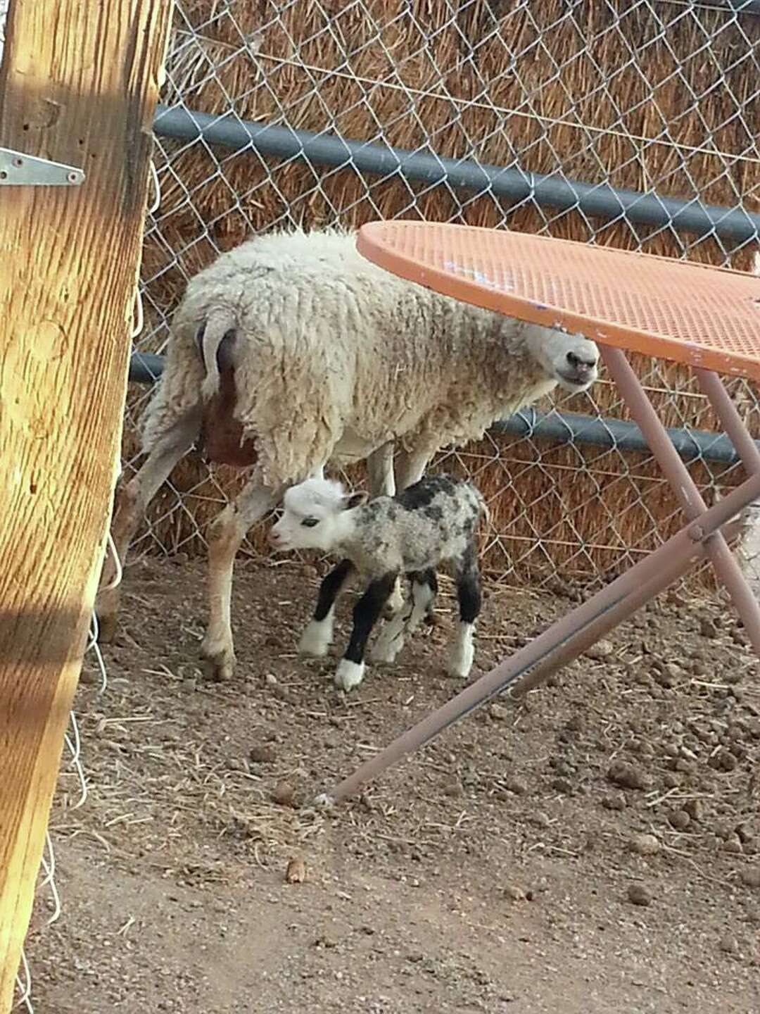 Rare 'geep,' from sheep, goat pairing, born in Arizona