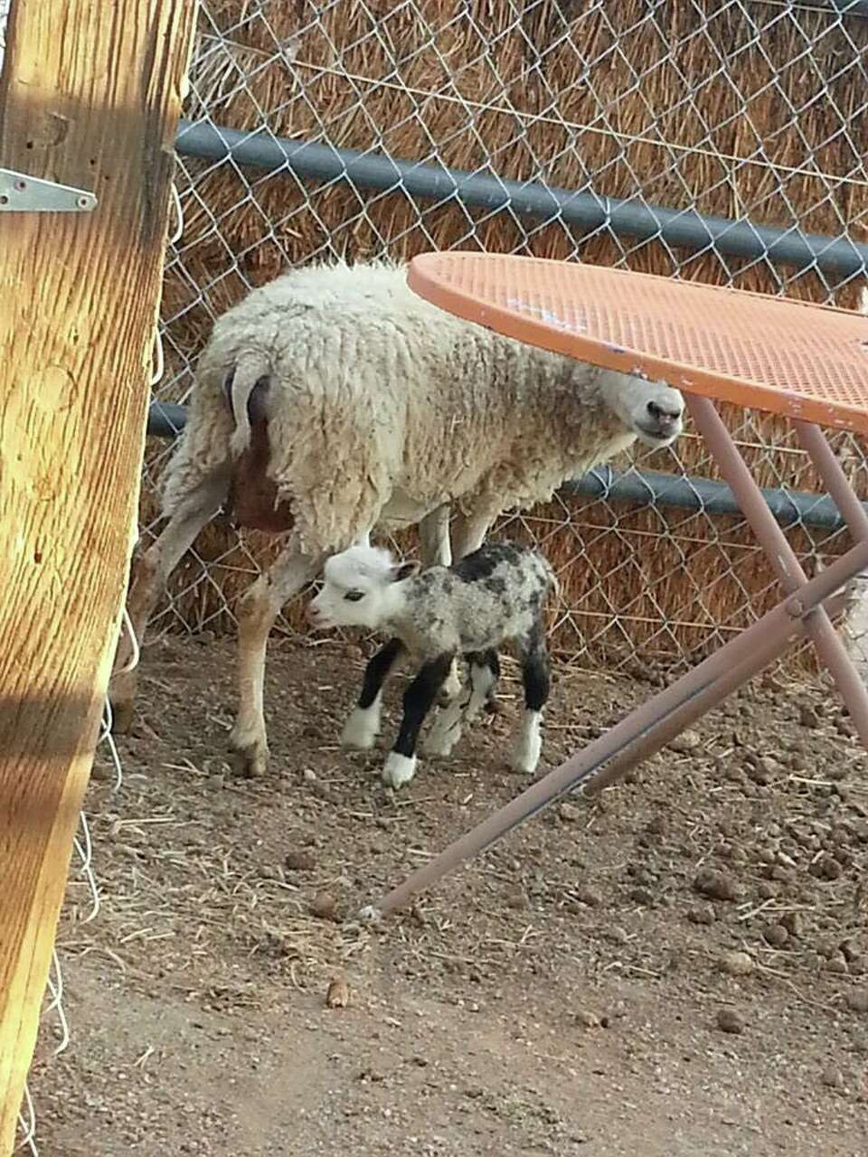 Rare 'geep,' from sheep, goat pairing, born in Arizona