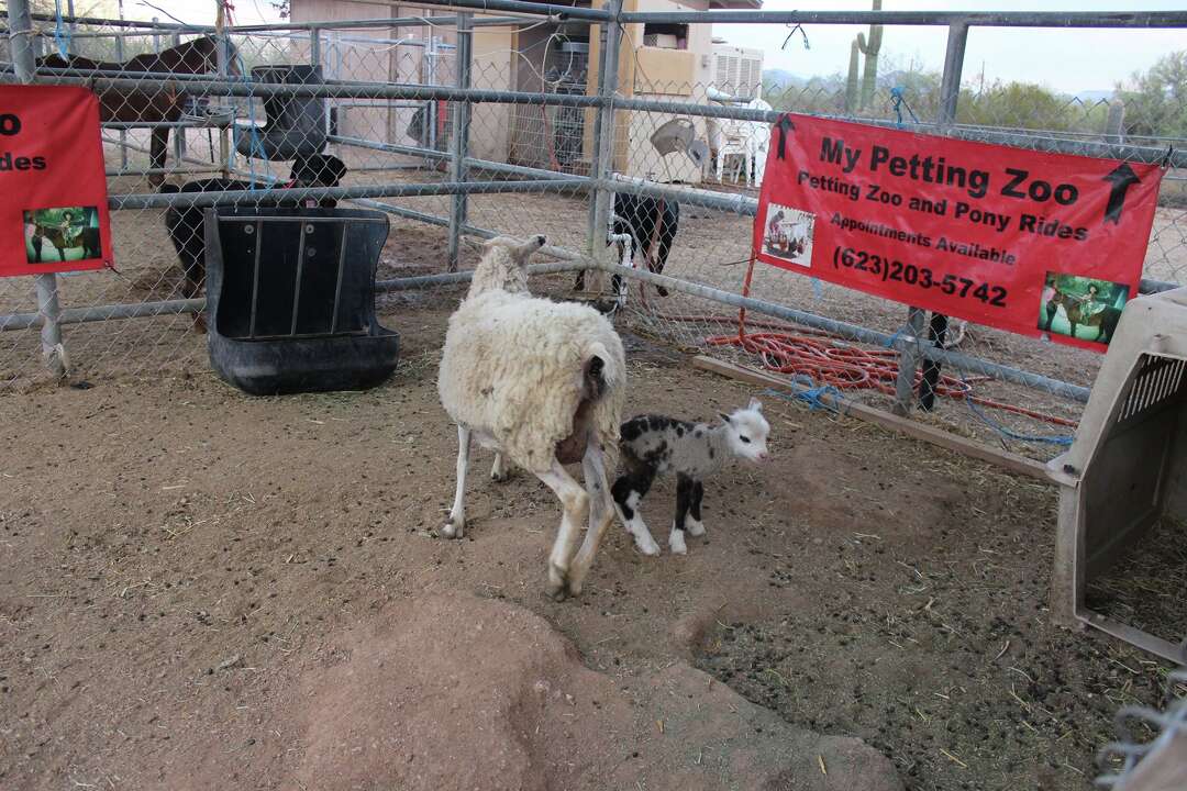 Rare 'geep,' from sheep, goat pairing, born in Arizona