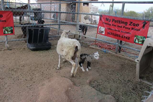 Rare 'geep,' from sheep, goat pairing, born in Arizona