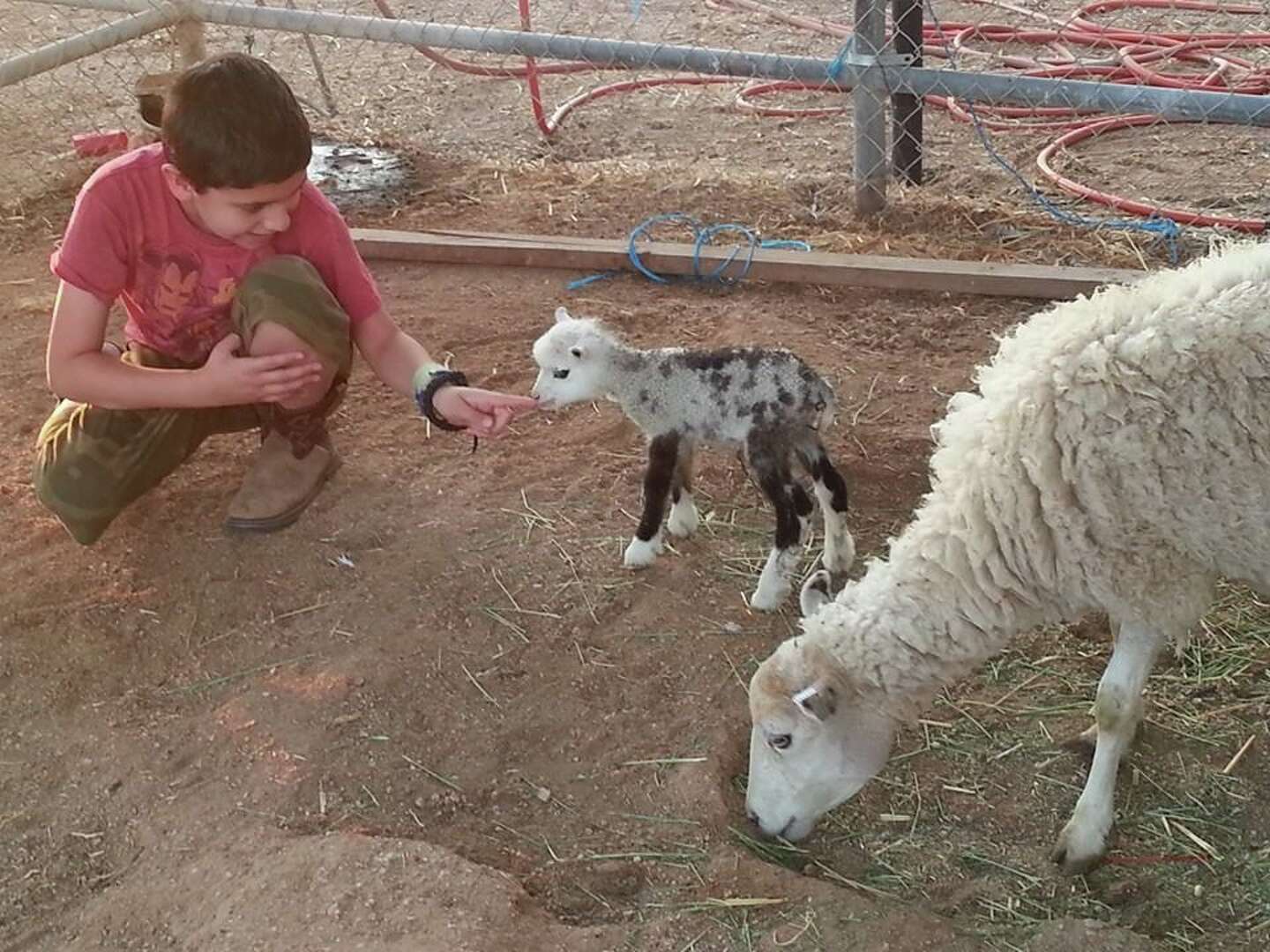 Rare 'geep,' from sheep, goat pairing, born in Arizona